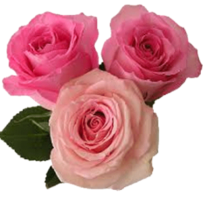 ورد بمبى للتصميم - موقع بيت العز